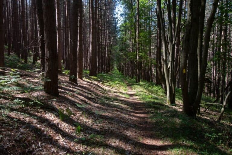 Allegheny Front Trail: A Hidden Gem Backpacking Loop in Central ...