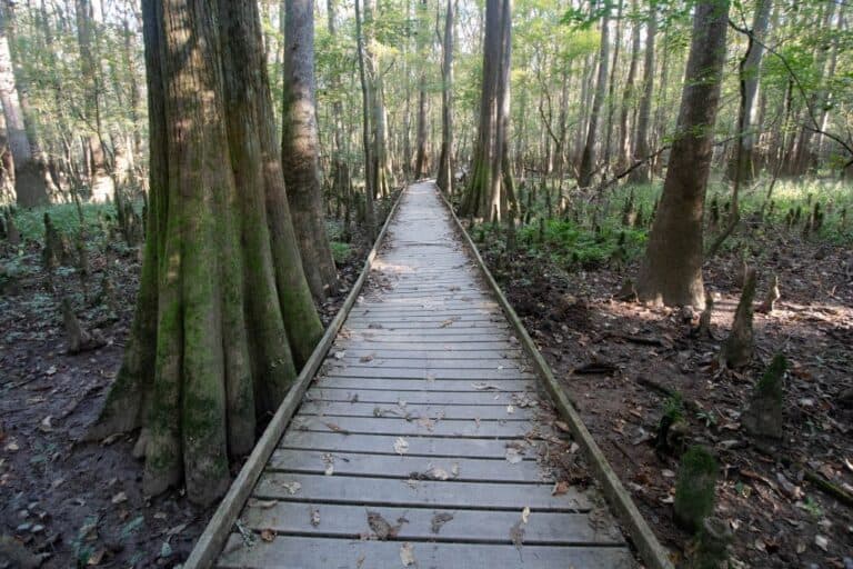Best Time to Visit Congaree National Park: What You Need to Know - PA ...