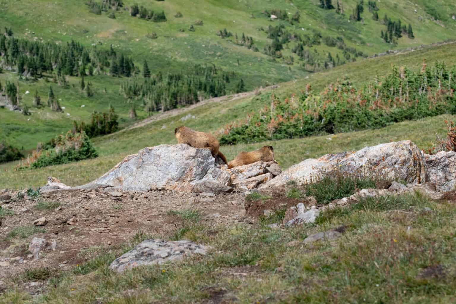 Best Places to See Wildlife in Rocky Mountain National Park: Where to ...