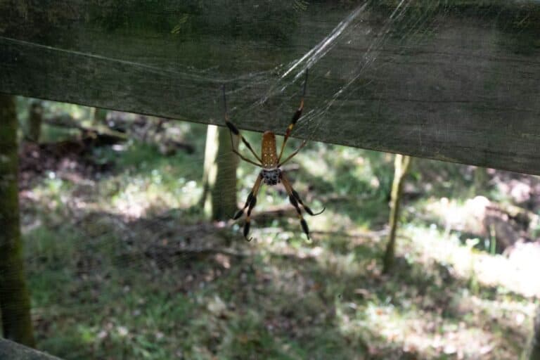 Best Time to Visit Congaree National Park: What You Need to Know - PA ...