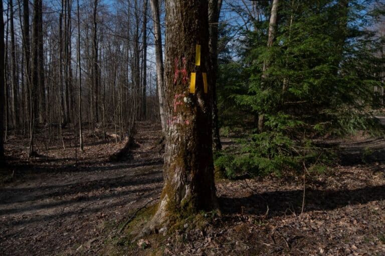 How to Get to Hector Falls in the Allegheny National Forest - PA on Pause